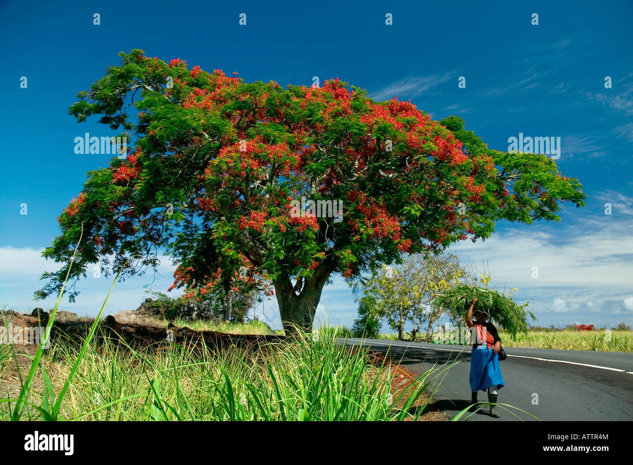 Mauritius Tropical Exotic Flower High Resolution Stock Photography and ...