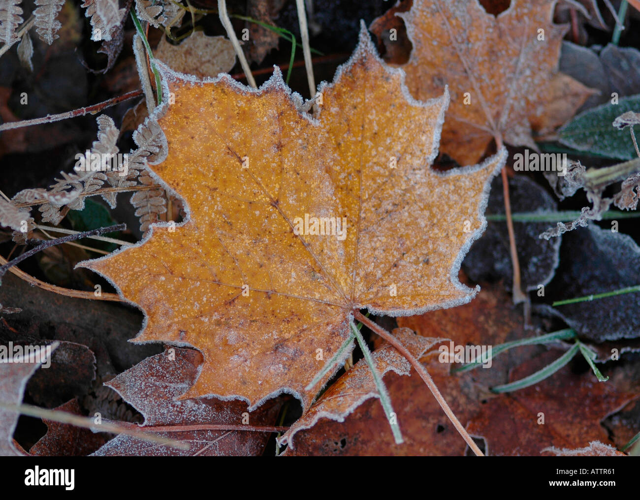 Fallen leaf a maple tree coated by the first heavy frost of Autumn ...