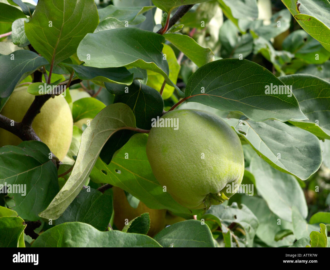 Quince (Cydonia oblonga Stock Photo - Alamy