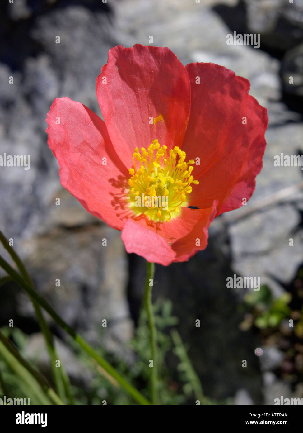 Alpine poppy (Papaver alpinum Stock Photo - Alamy