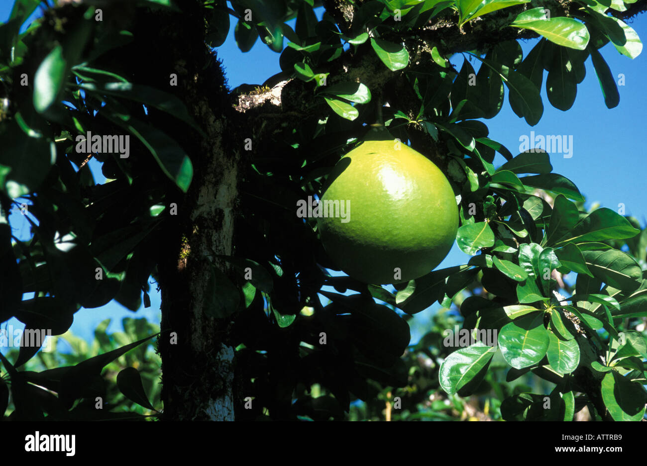 Suriname fruit hi-res stock photography and images - Alamy