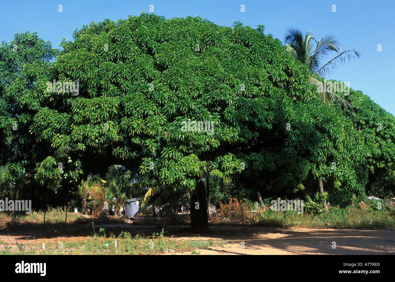 Galibi hi-res stock photography and images - Alamy