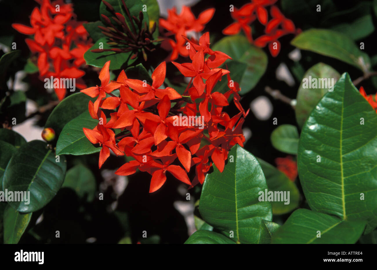 Galibi a plant used by the indians of the Carib tribe for traditional ...