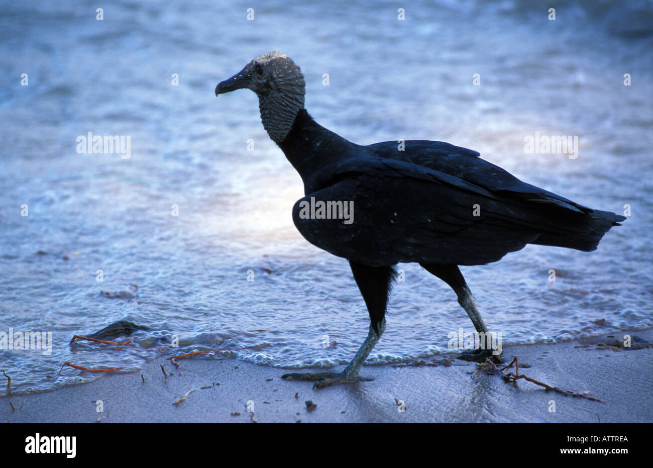 Galibi black vulture Stock Photo - Alamy