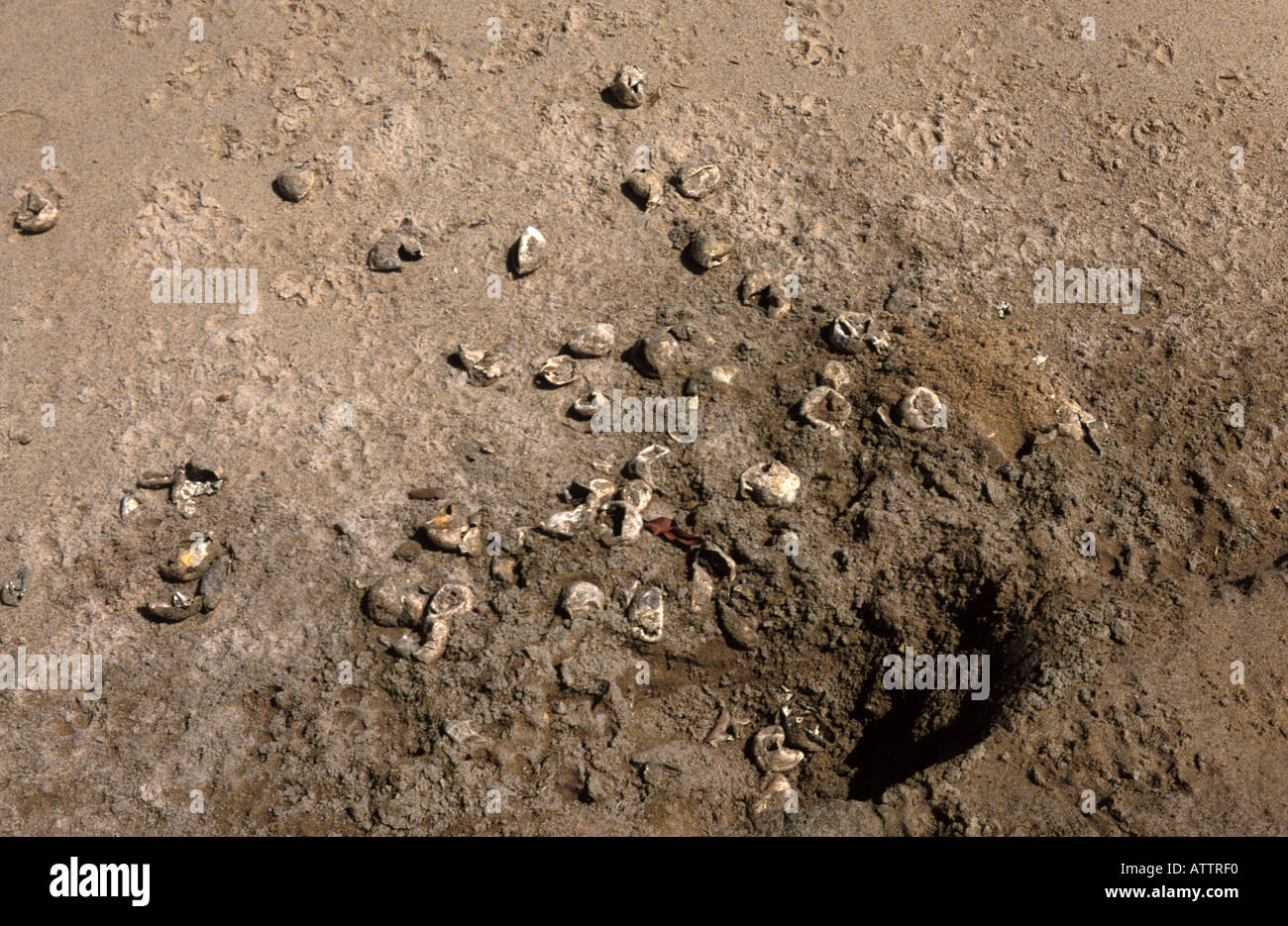 Beach galibi suriname hi-res stock photography and images - Alamy