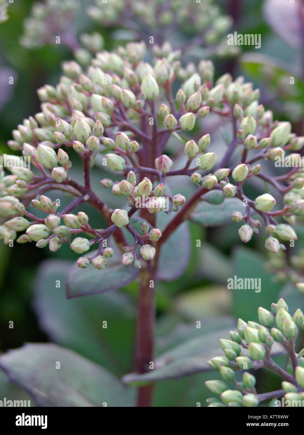 Sedum matrona hi-res stock photography and images - Alamy