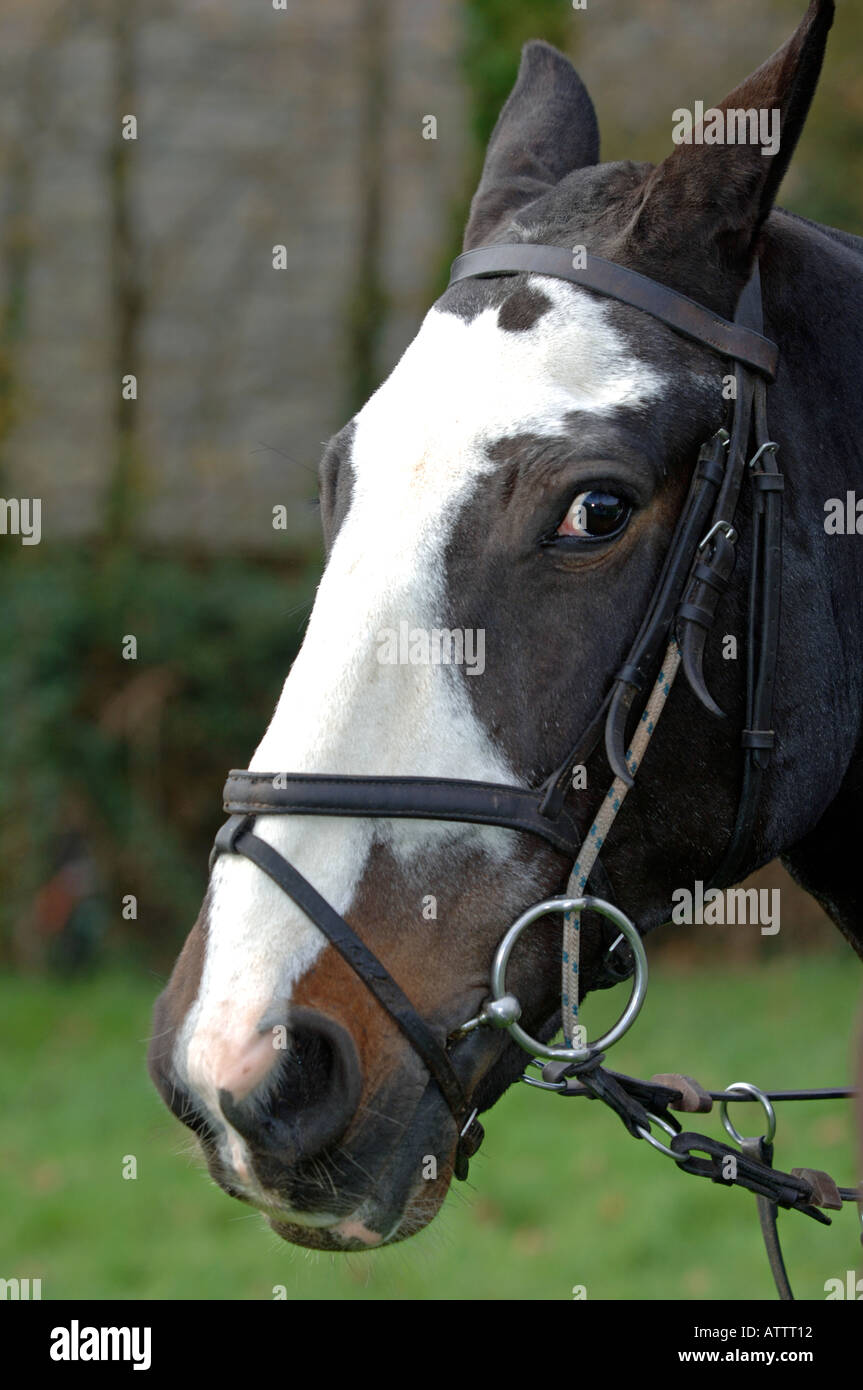 Horses head upright hi-res stock photography and images - Alamy