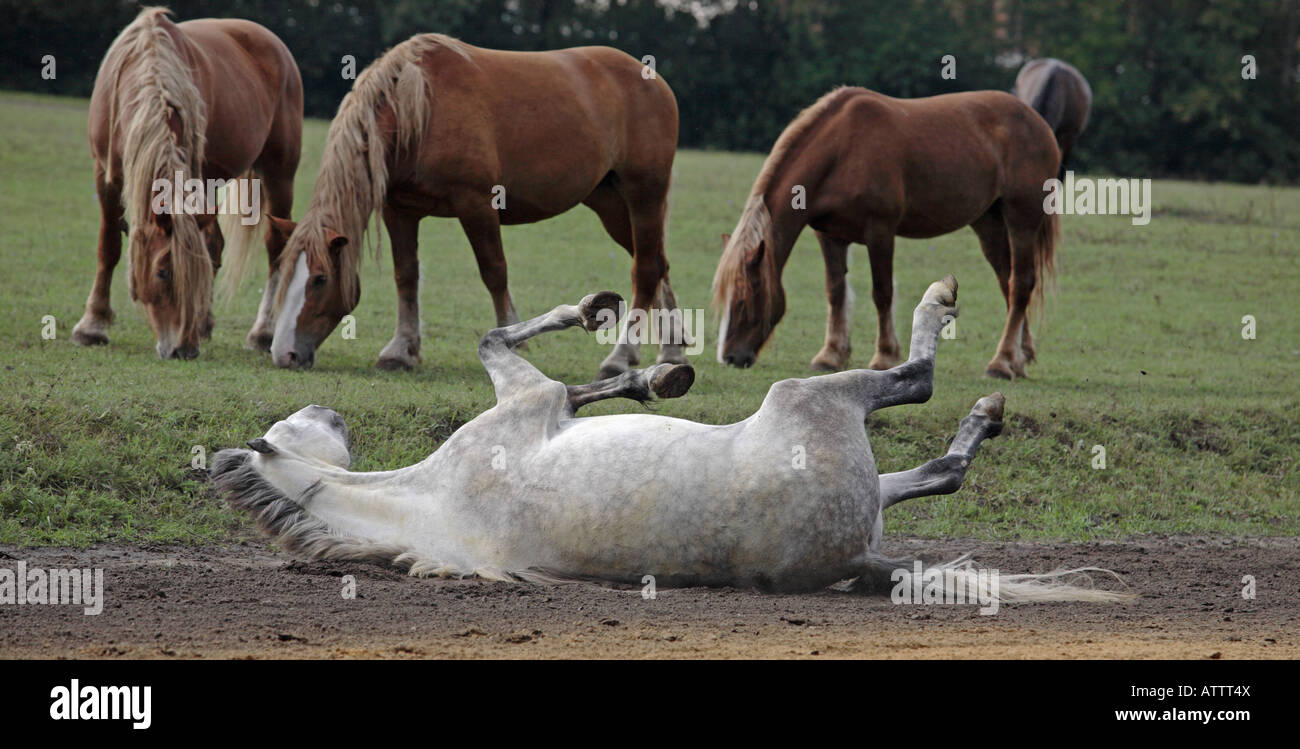 Florida mare hi-res stock photography and images - Alamy