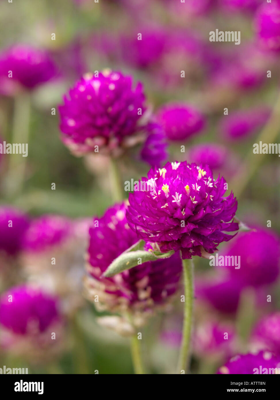 Gomphrena globosa flower hi-res stock photography and images - Alamy