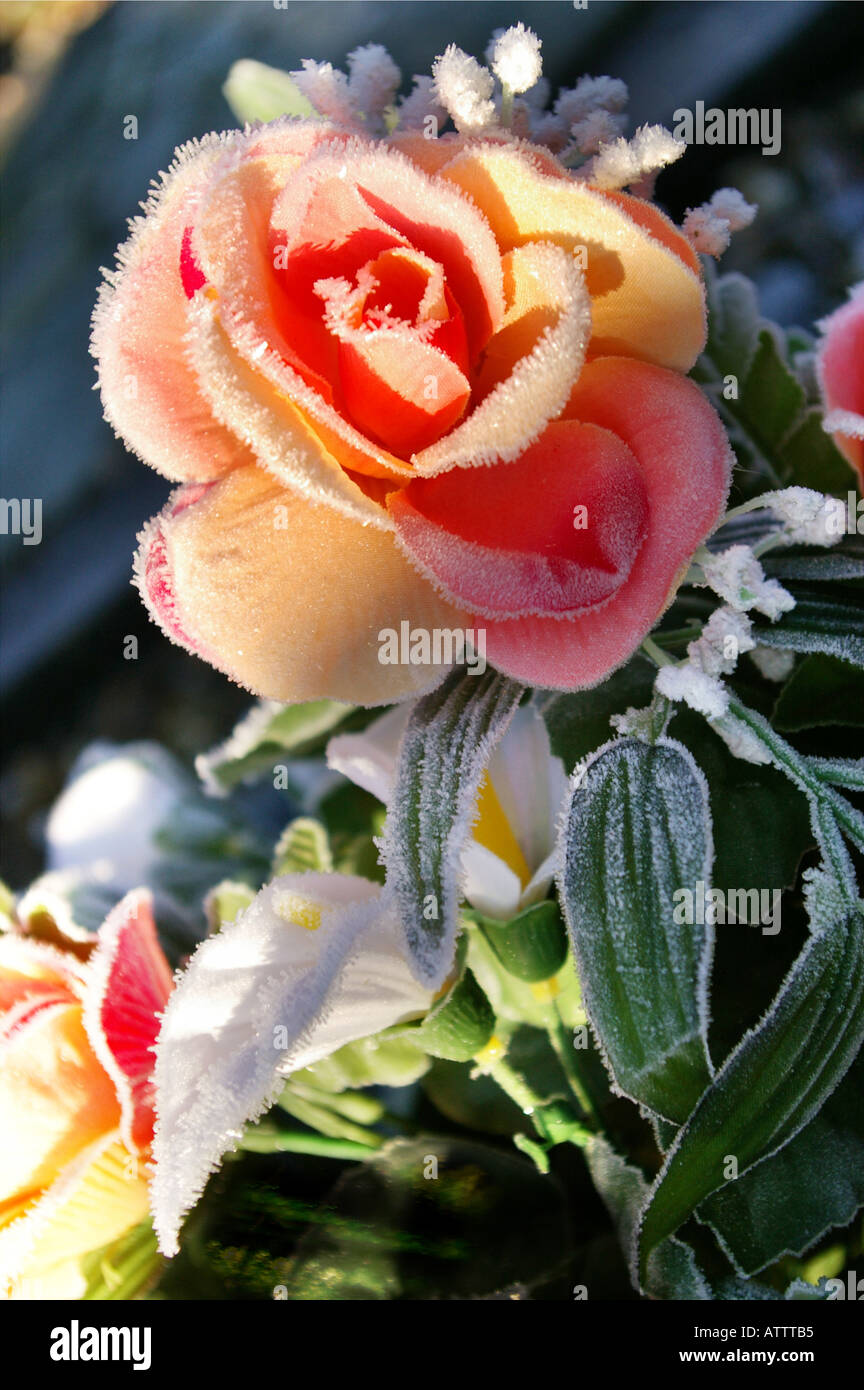 single frost covered rose Stock Photo - Alamy