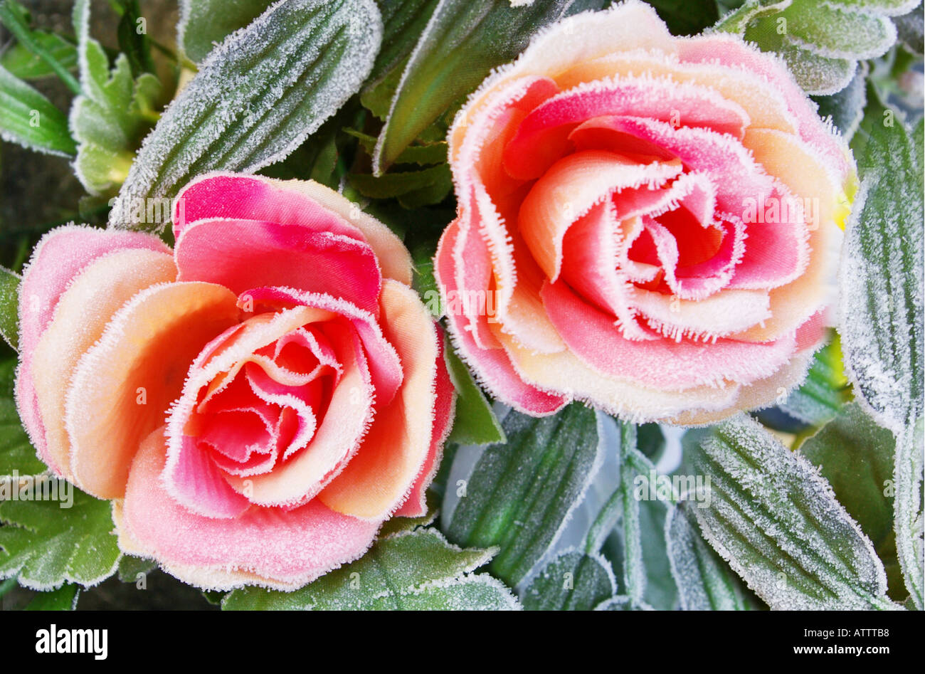 two frost covered pink roses Stock Photo - Alamy