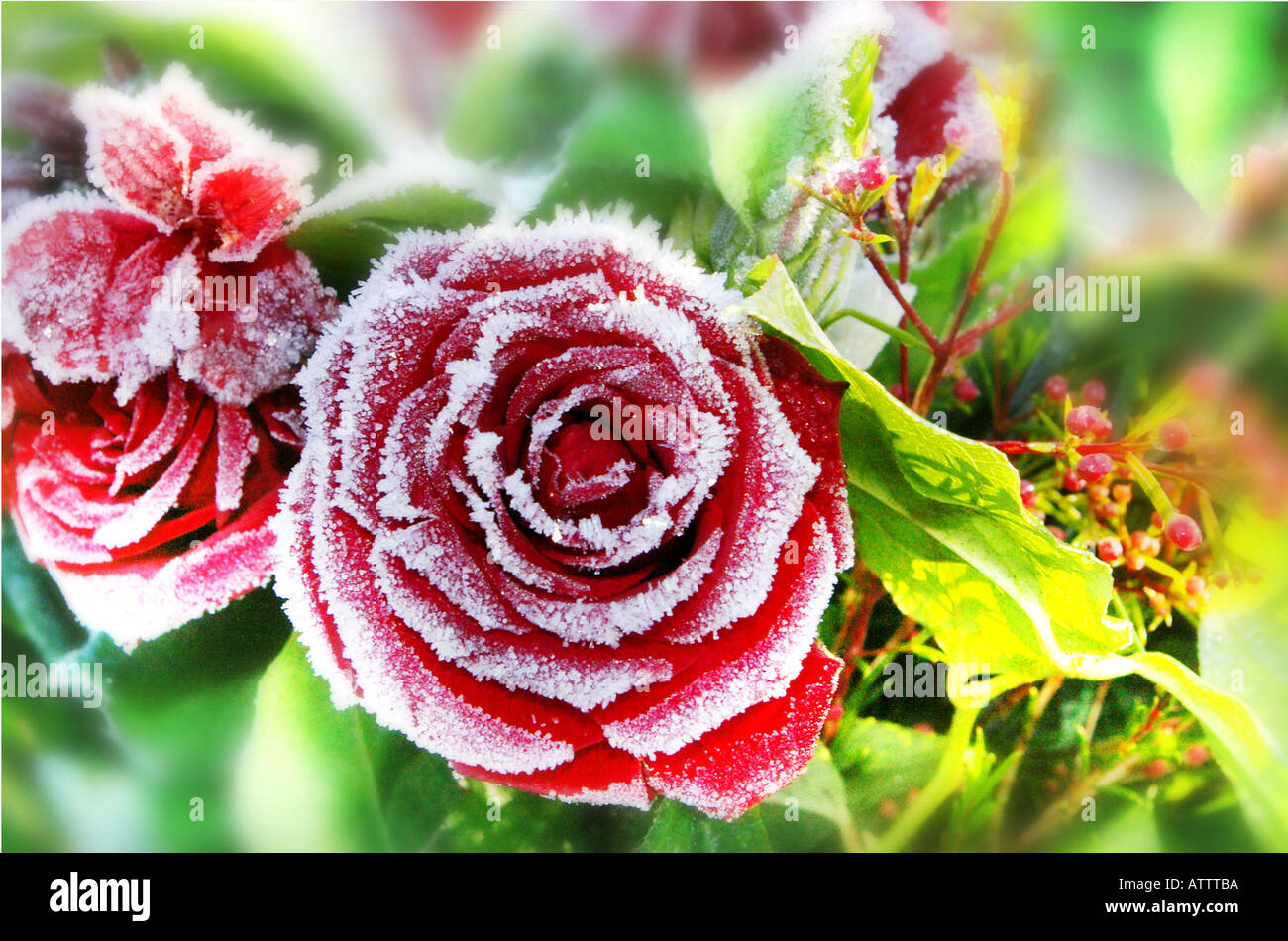 Two frost covered roses hi-res stock photography and images - Alamy