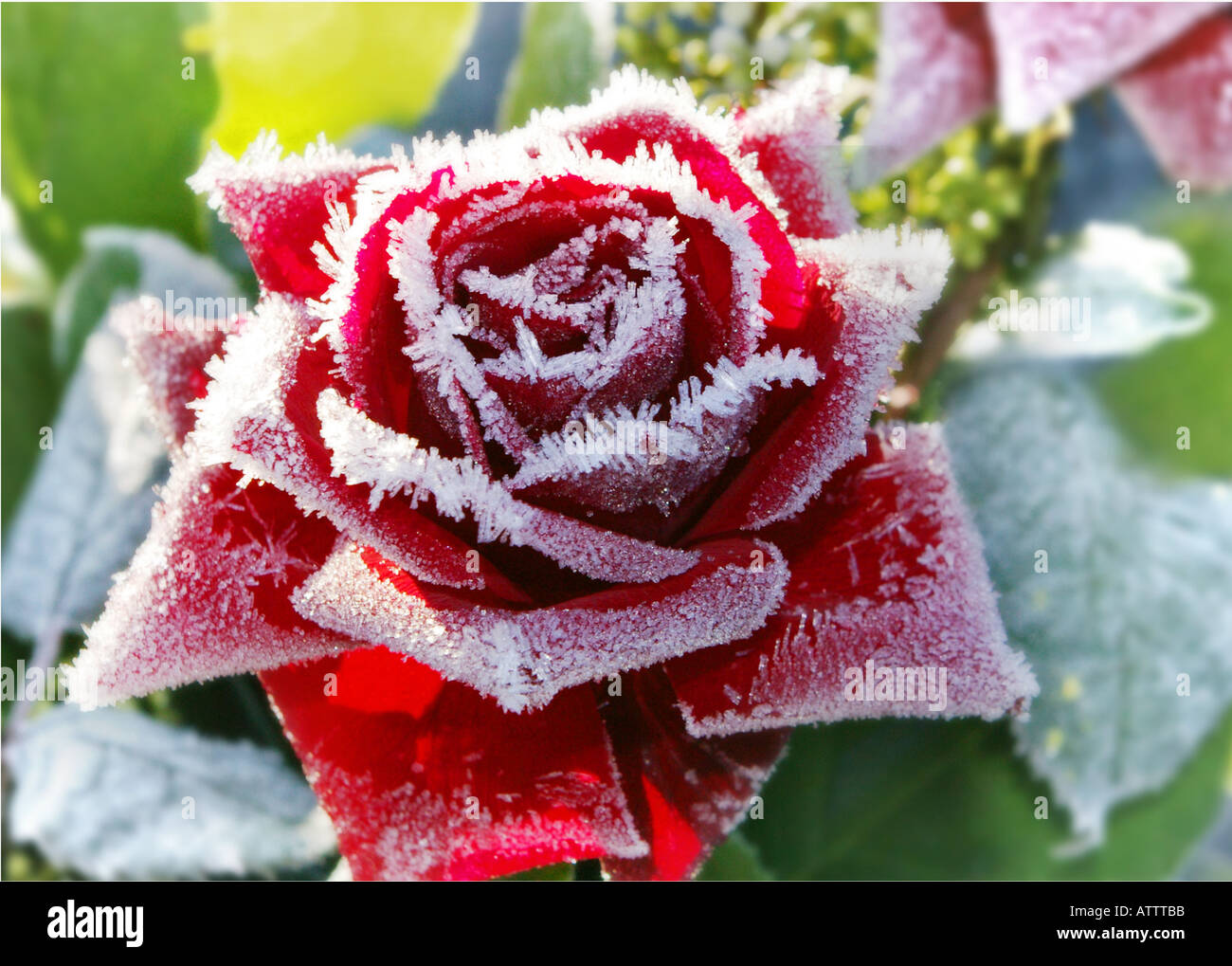 single frost covered red rose Stock Photo - Alamy