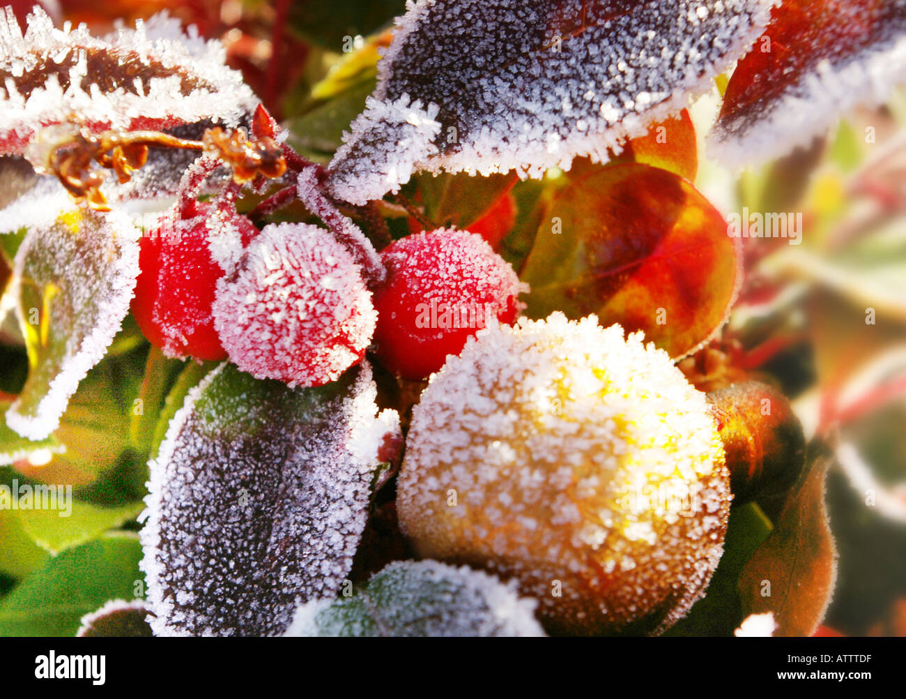 frost covered red berries Stock Photo - Alamy