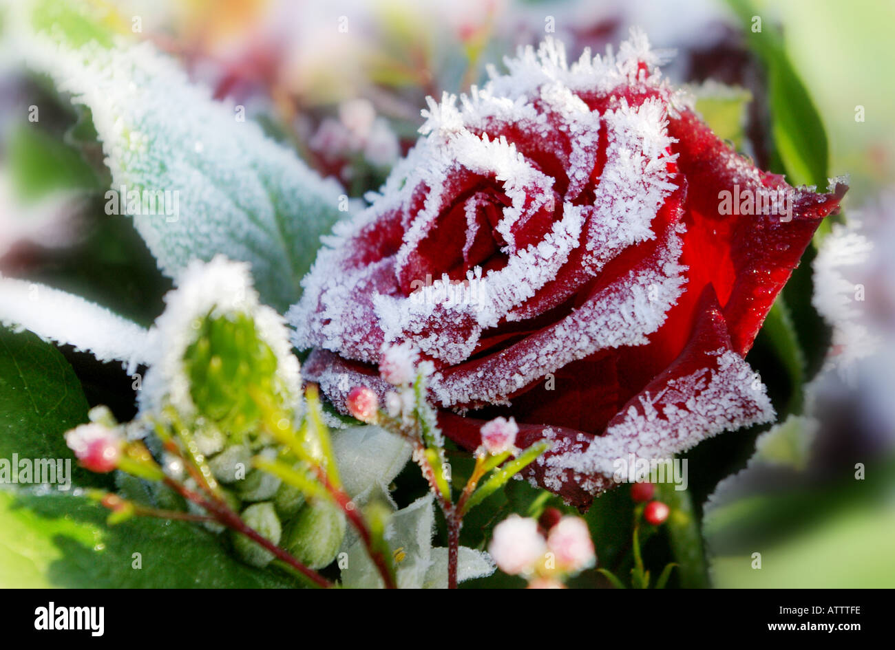 frosty red rose Stock Photo - Alamy