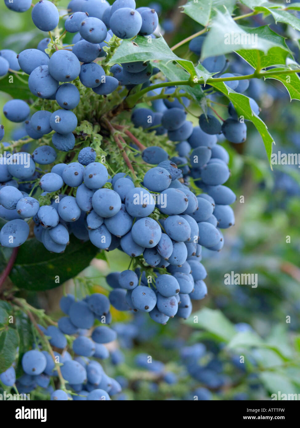 Oregon grape (Mahonia aquifolium Stock Photo - Alamy