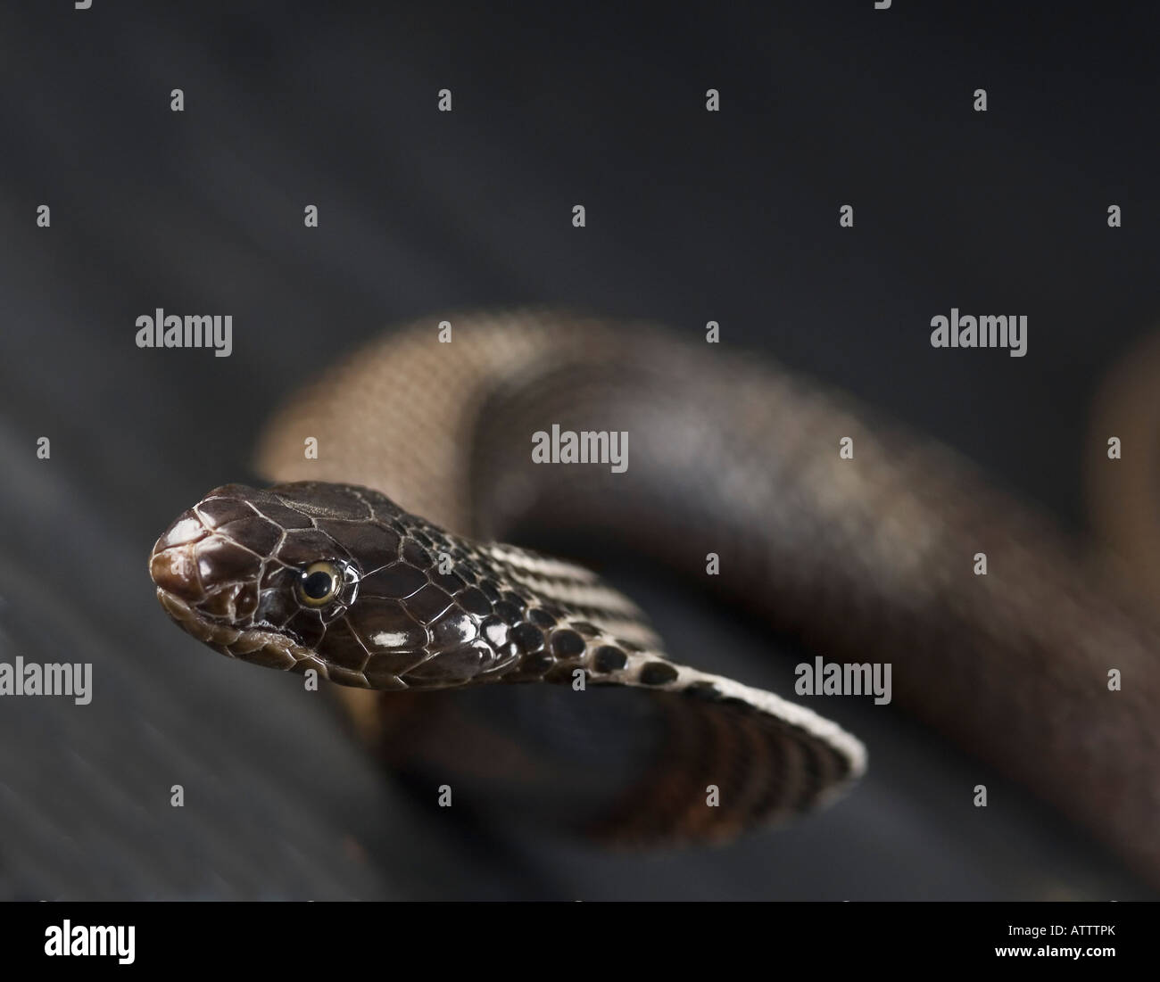 Cobra head hi-res stock photography and images - Alamy