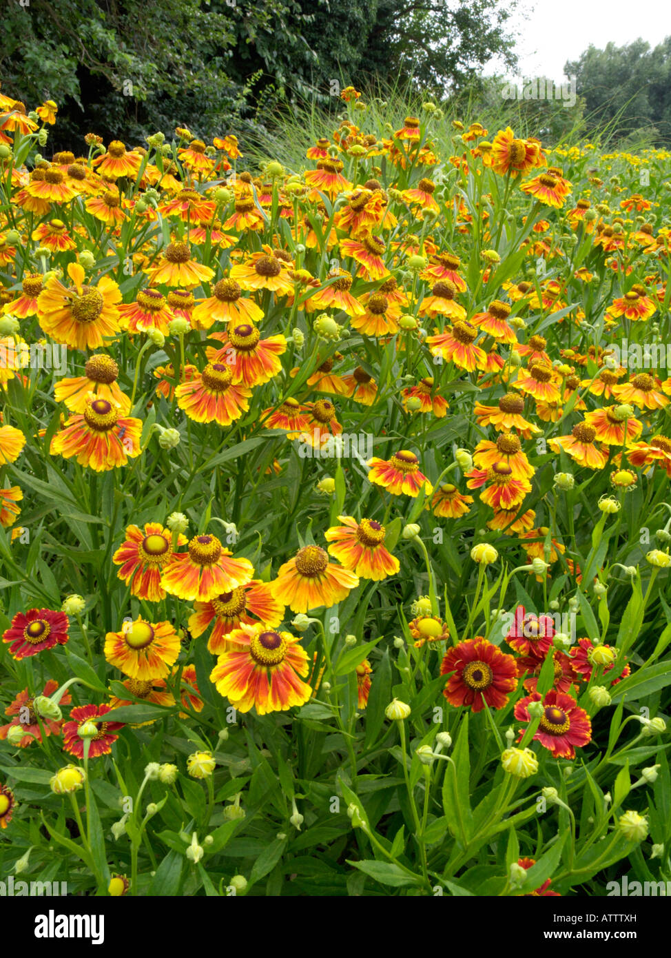 Sneezeweed (Helenium Flammenrad Stock Photo - Alamy