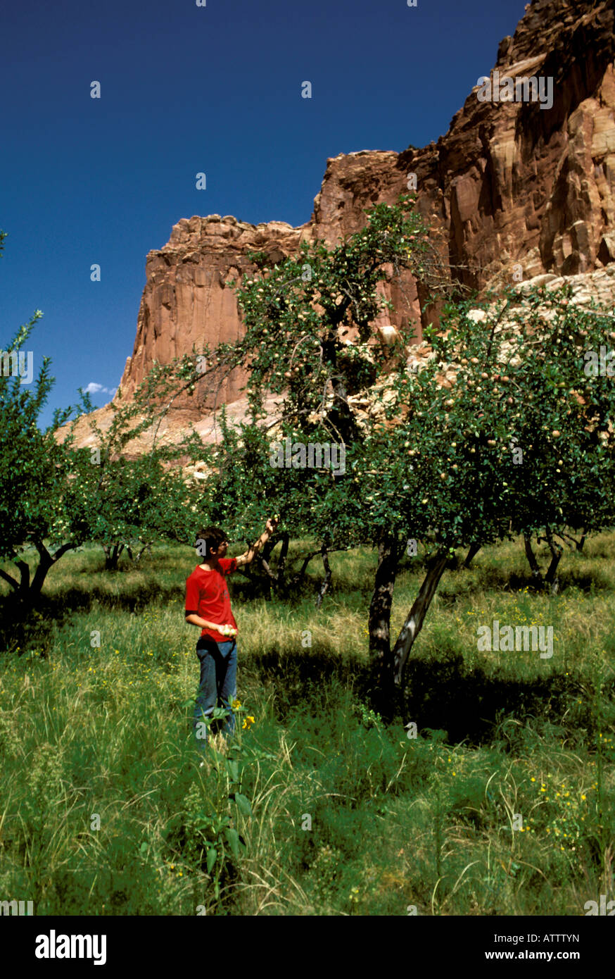 UT Utah Capitol Reef National Park Old fruit orchard pioneer plantings ...