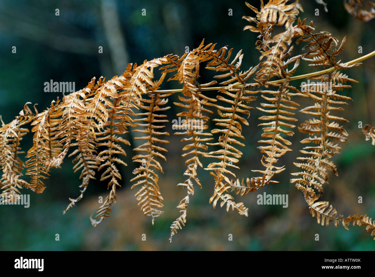golden bracken in a winter woodland Stock Photo - Alamy
