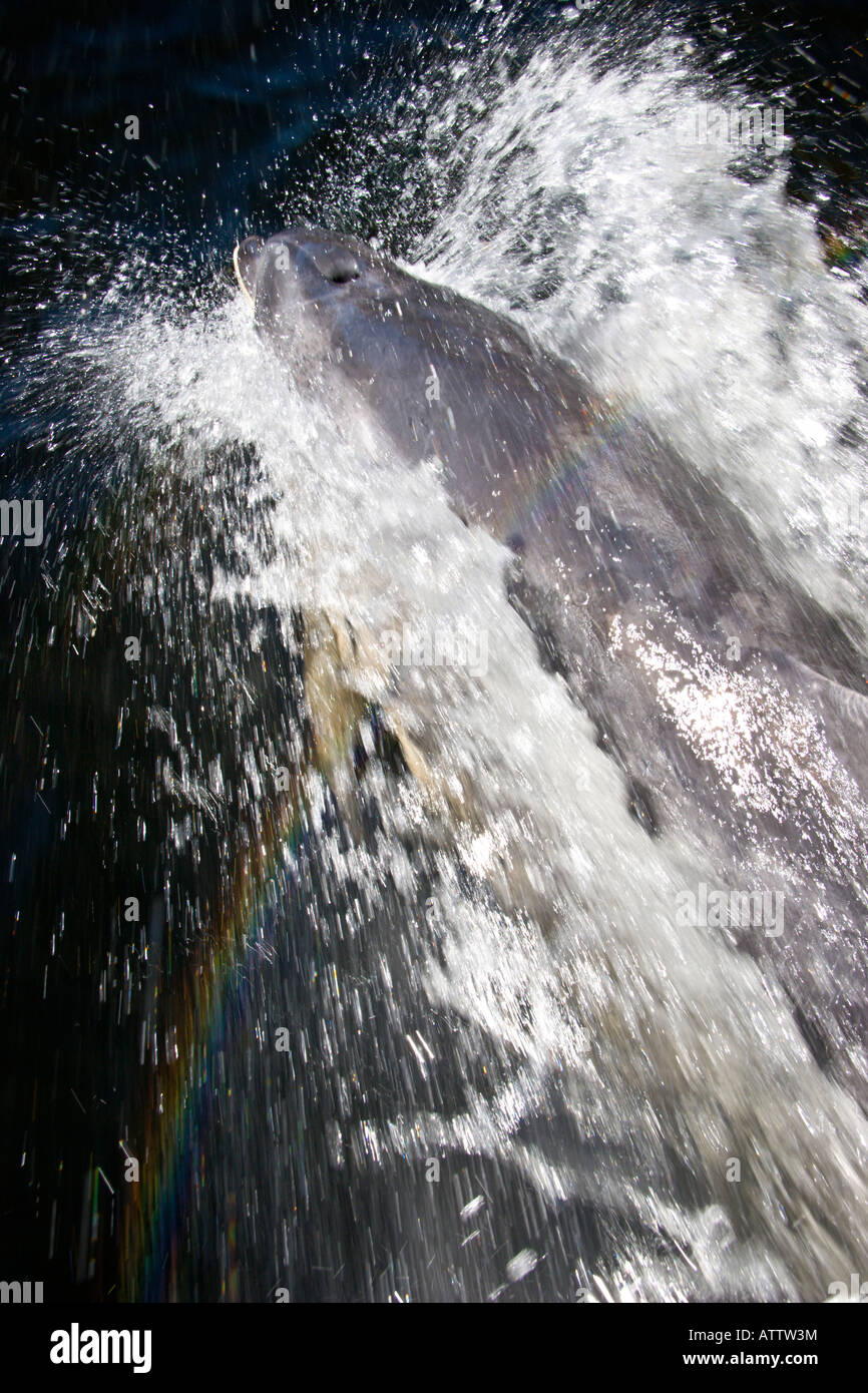 Bottlenose Dolphin surfing a boat's bow wave in Milford Sound Stock ...