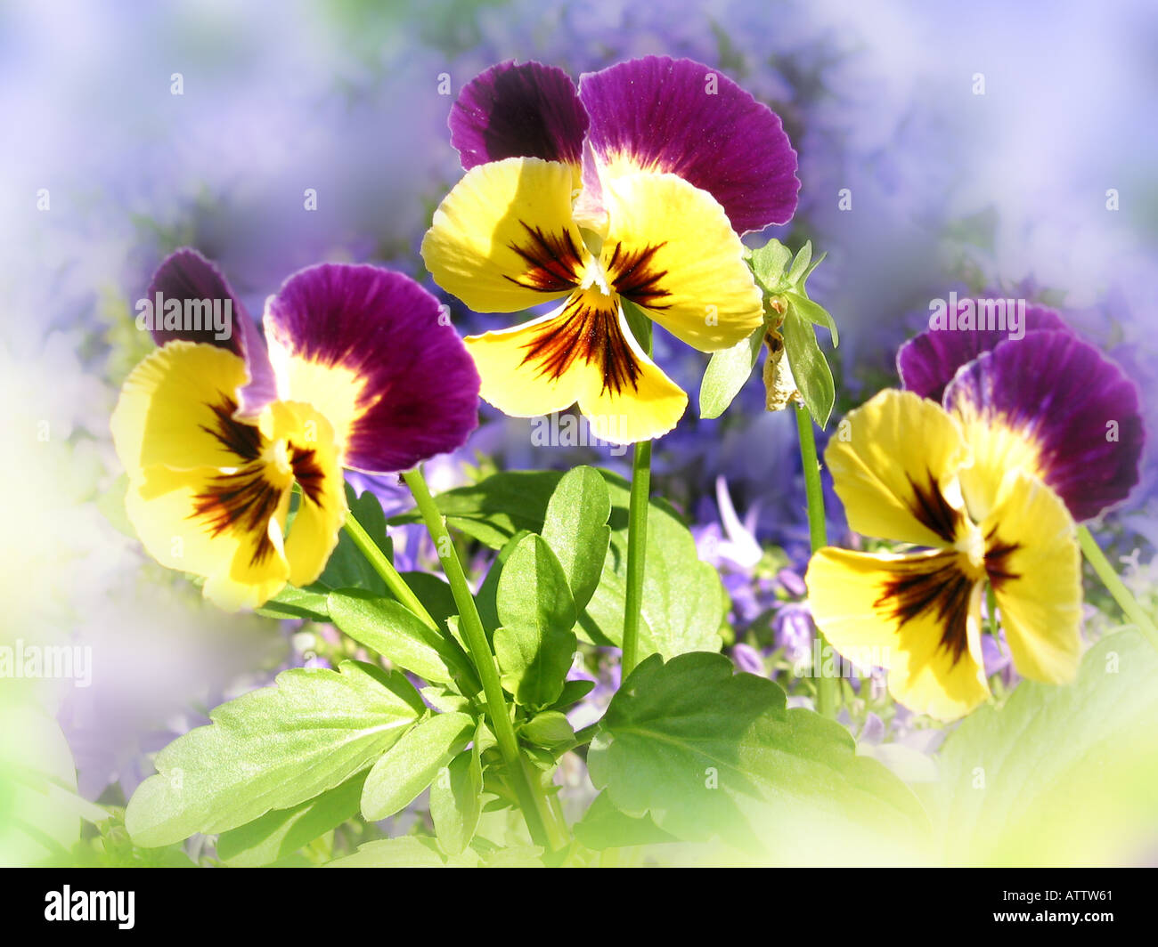 three pansy violets in yellow and purple on blurred blue background ...