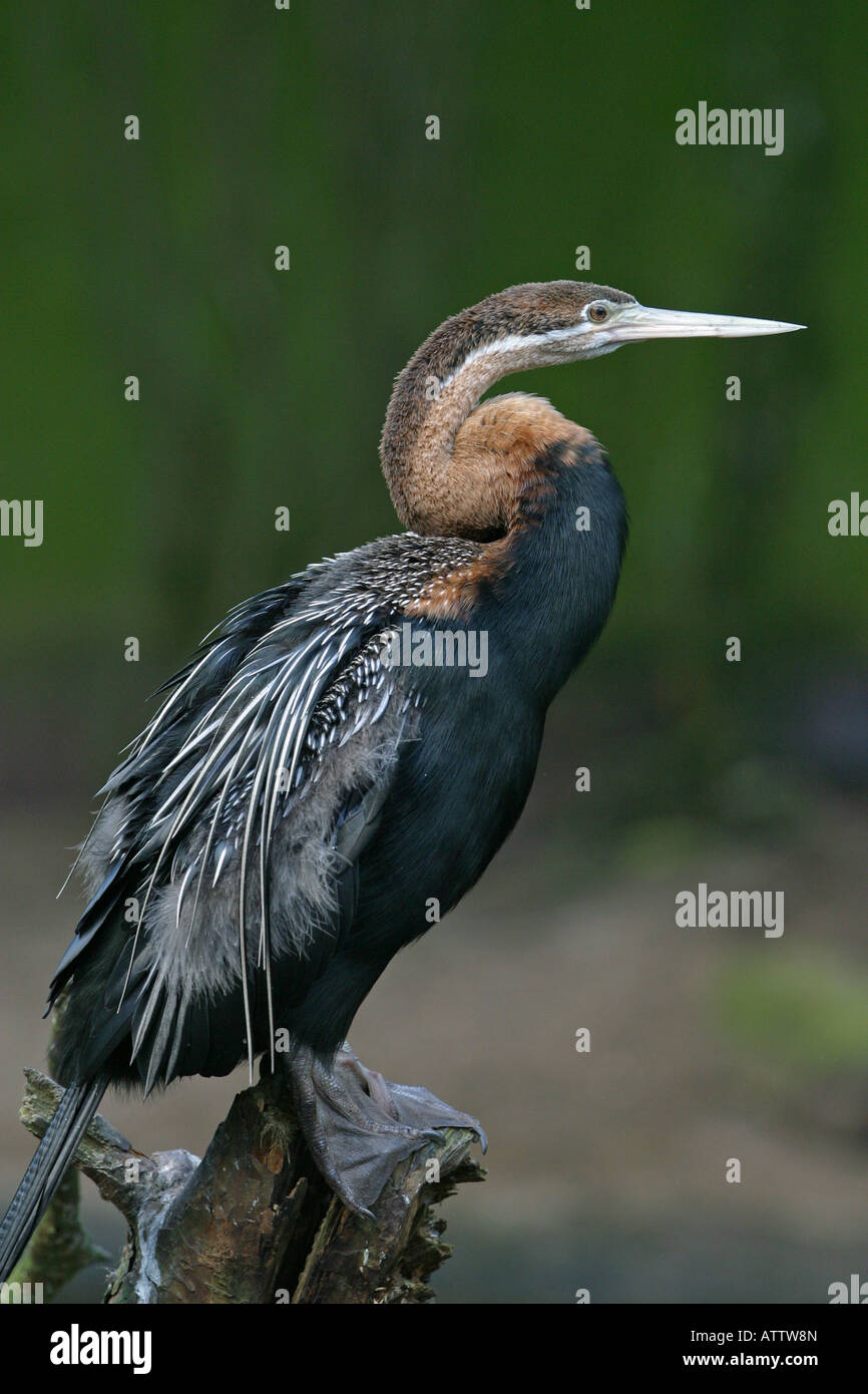 male Darter or Snake-Bird - Anhinga Stock Photo - Alamy