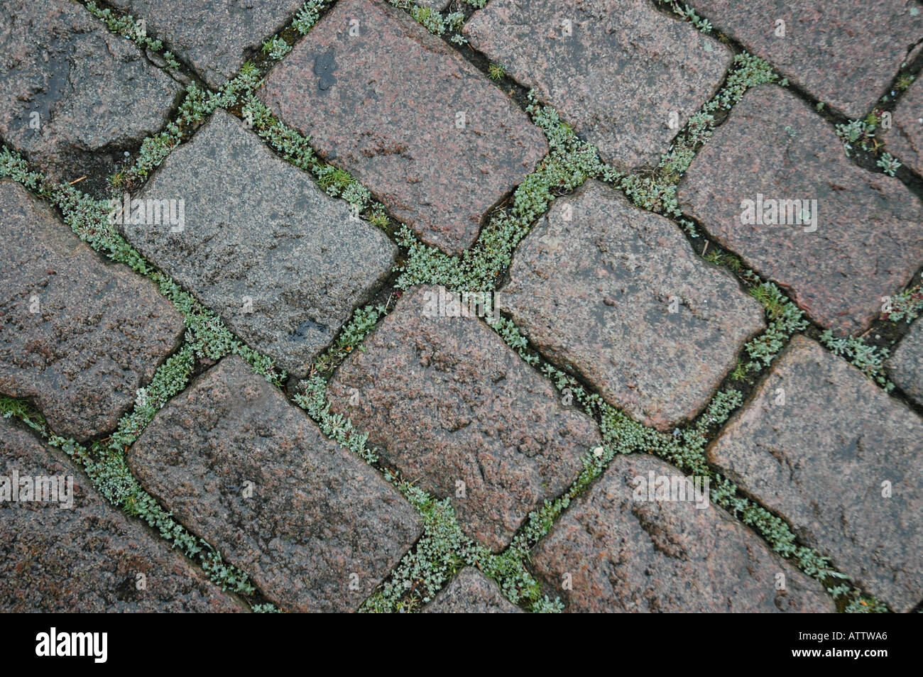 detail of cobbled street Stock Photo - Alamy