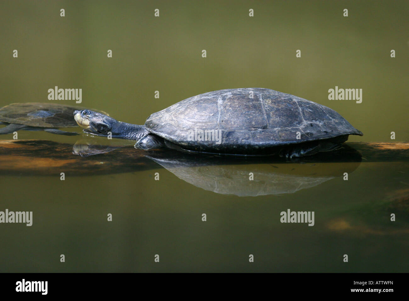 Yellow spotted river turtle hi-res stock photography and images - Alamy