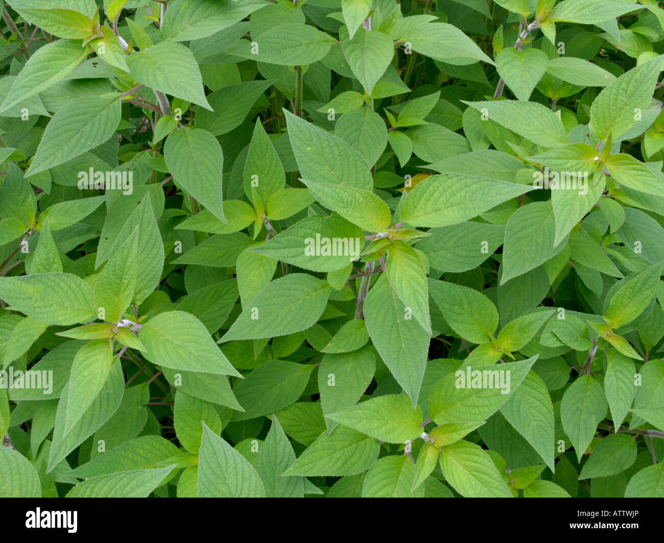Rutilans hi-res stock photography and images - Alamy