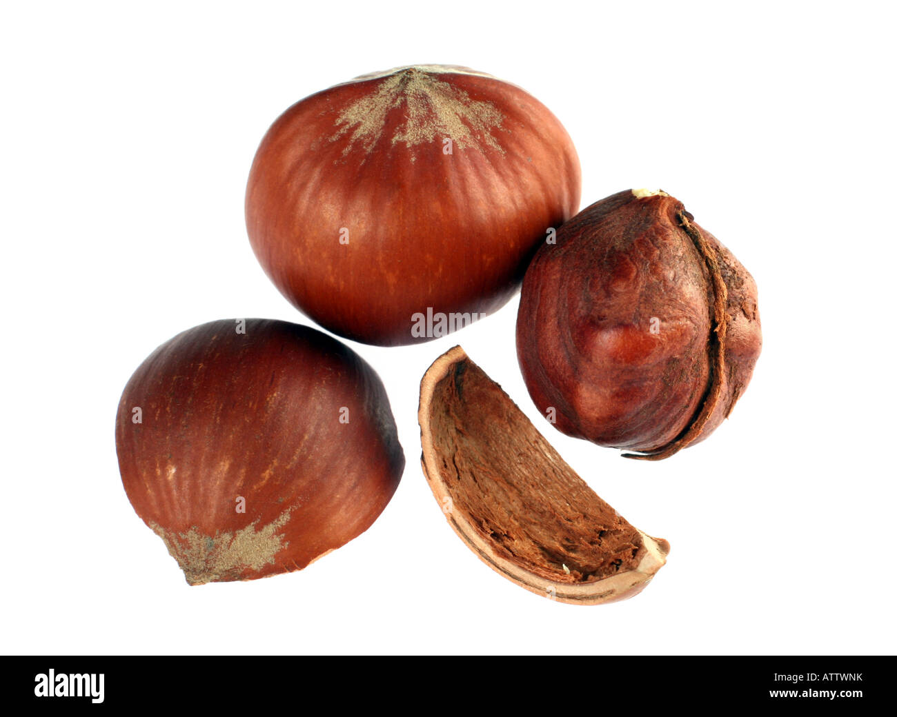 Hazel nut group isolated on white background Stock Photo - Alamy