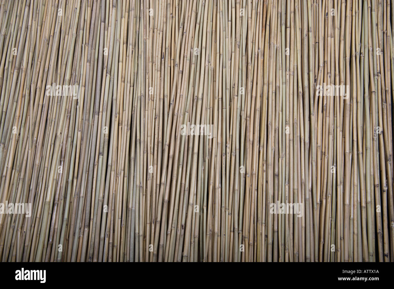 Bamboo canes background Stock Photo - Alamy