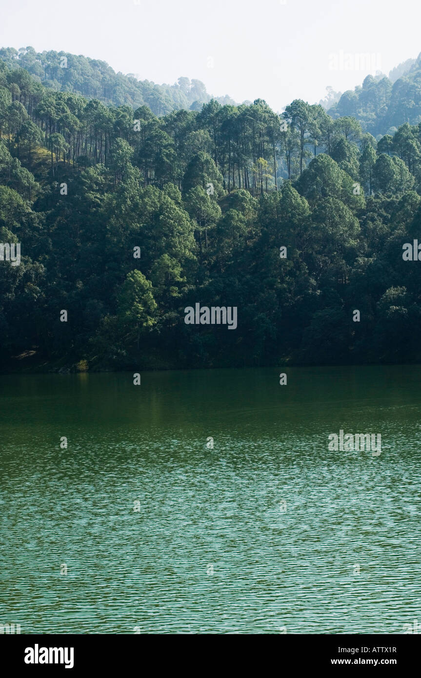 Trees overlooking a lake Stock Photo - Alamy