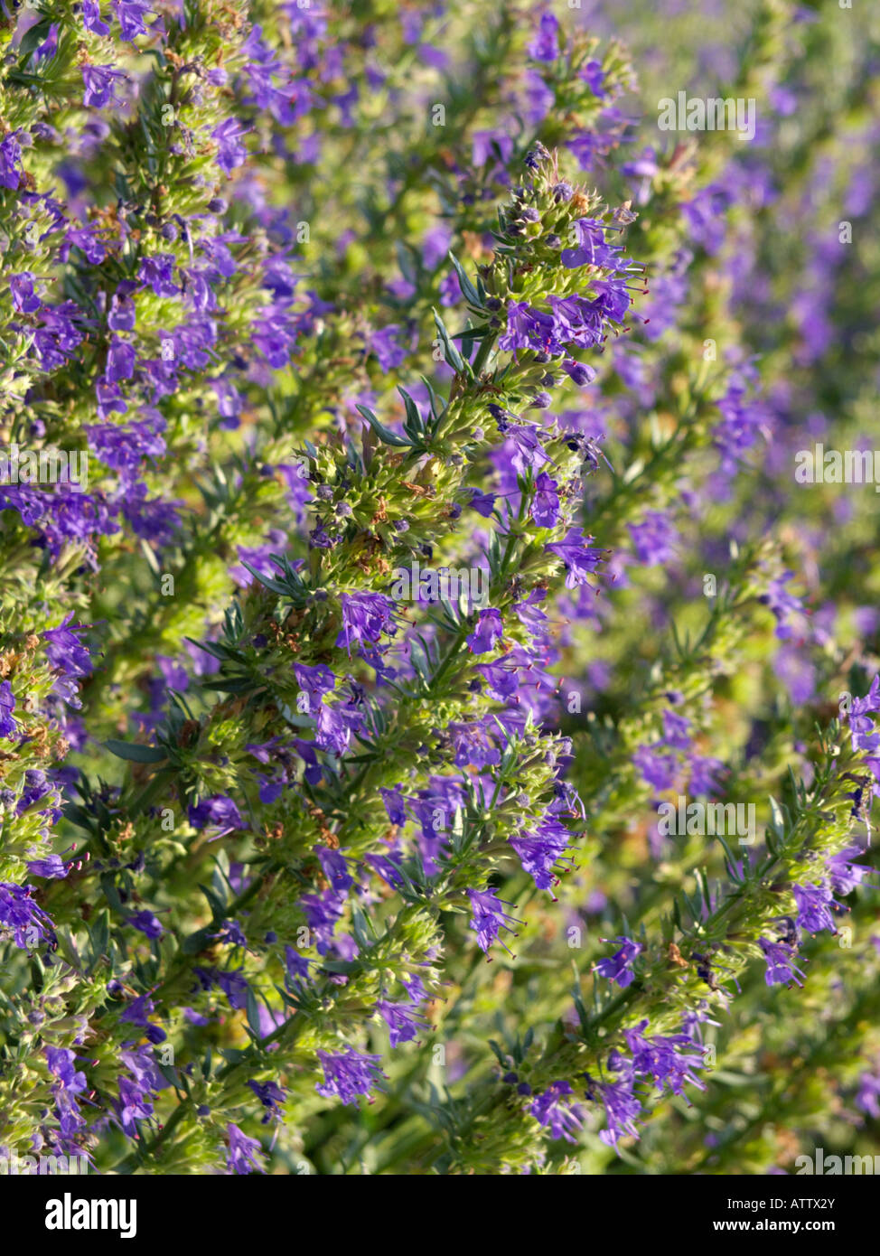 Hyssop (Hyssopus officinalis Stock Photo - Alamy