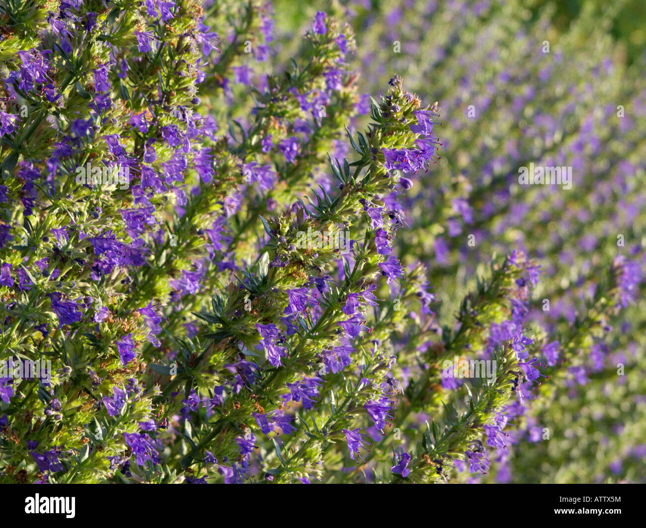 Hyssop (Hyssopus officinalis Stock Photo - Alamy