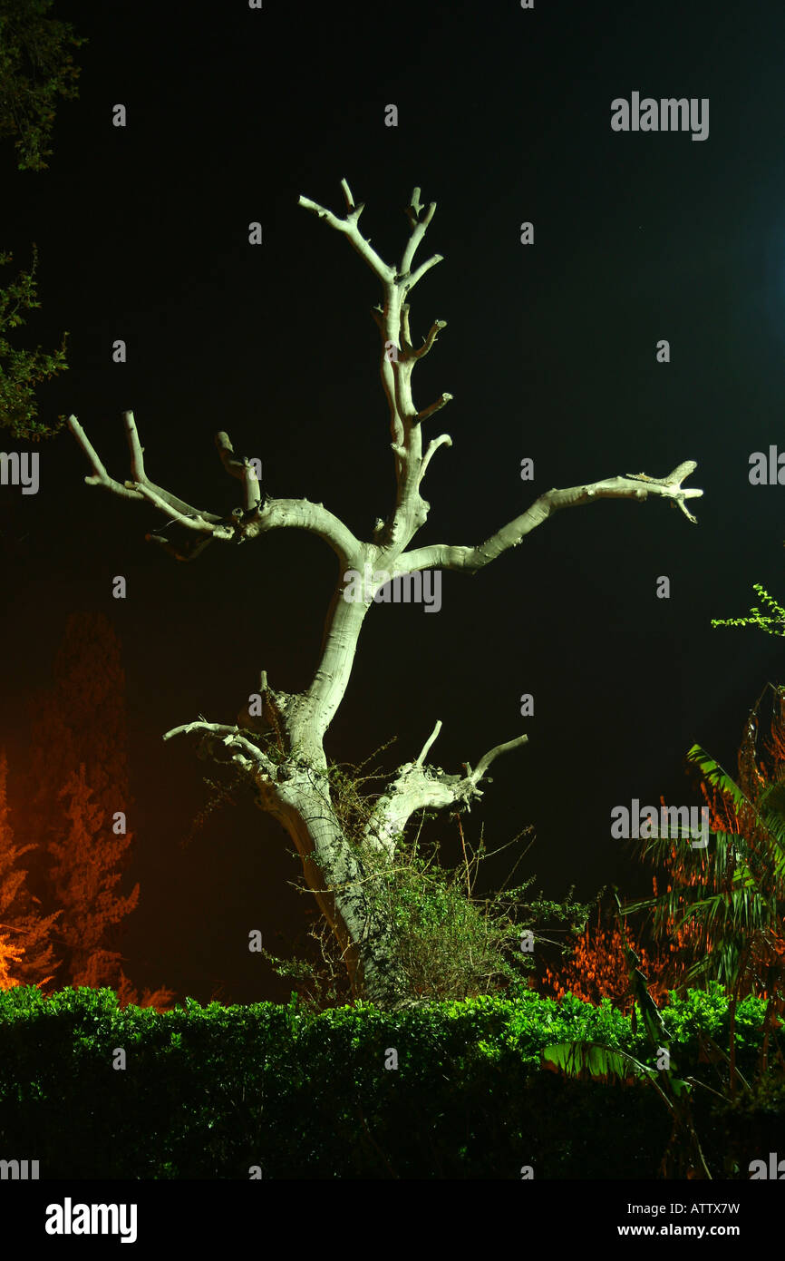 Lit tree in Antalya, Turkey Stock Photo - Alamy