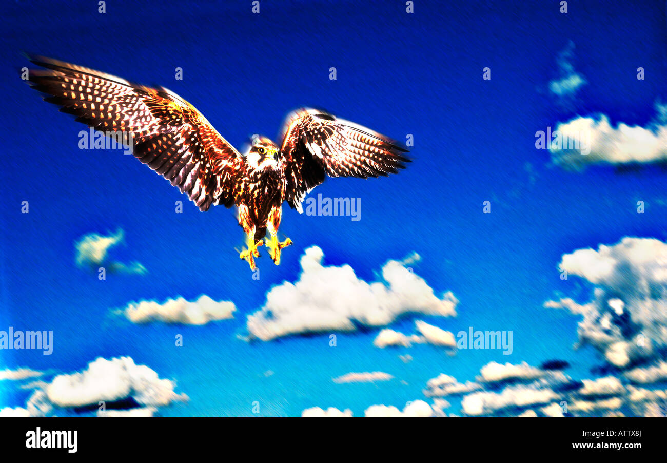 Falcon attacking hi-res stock photography and images - Alamy