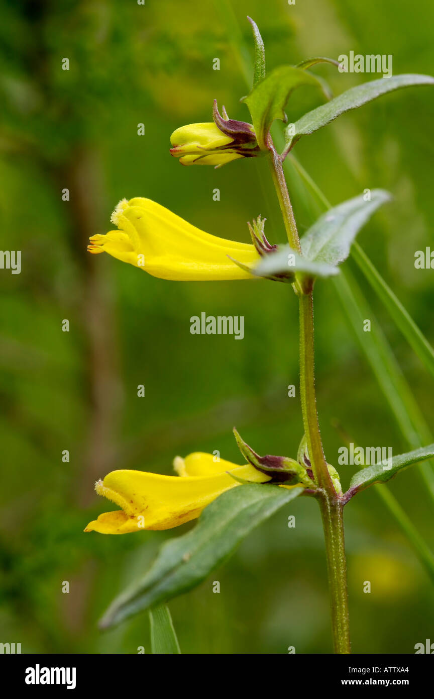 Common Cow wheat Melampyrum pratense Stock Photo - Alamy
