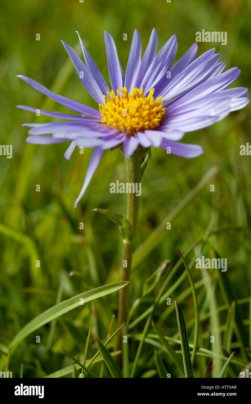 Alpine Aster Aster alpinus Stock Photo - Alamy