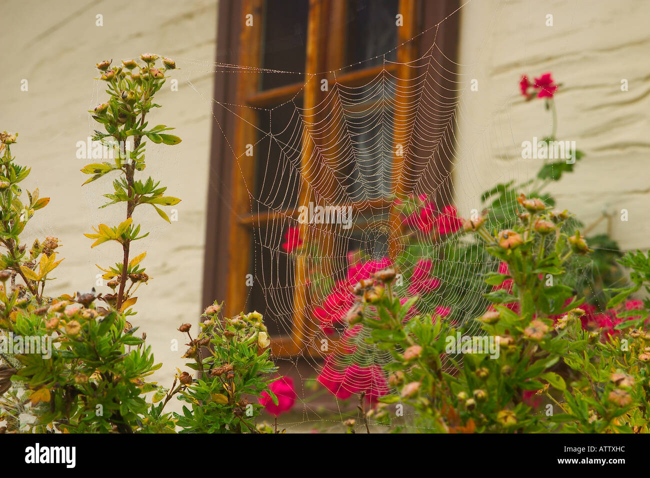 Cobweb windows hi-res stock photography and images - Alamy