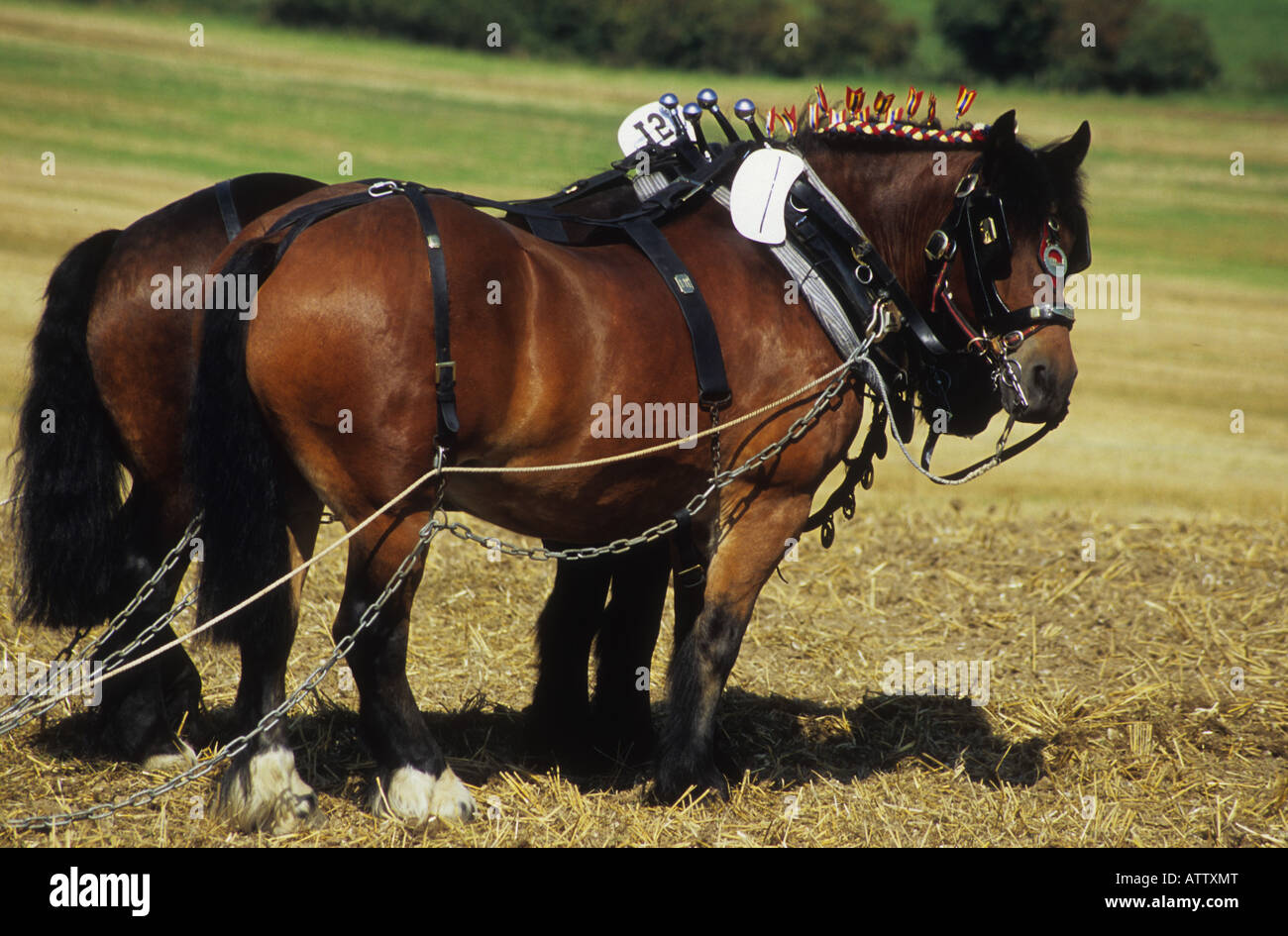 Pair of shire horses hi-res stock photography and images - Alamy