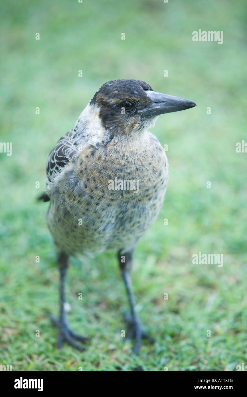 Australian baby magpie hi-res stock photography and images - Alamy