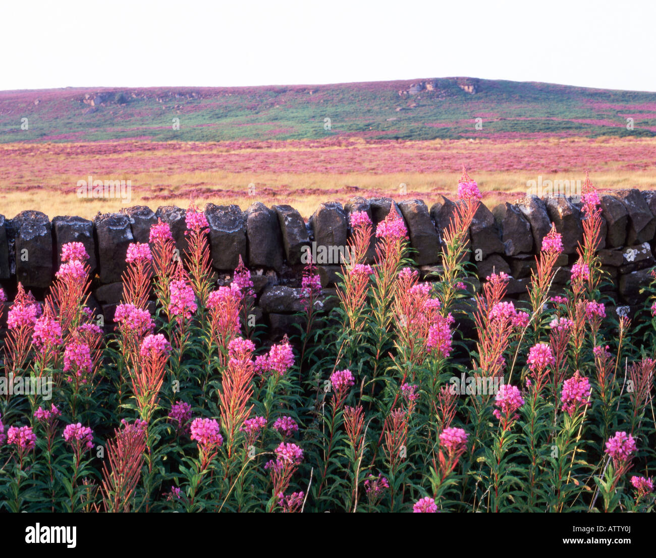 ROSE-BAY WILLOWHERB FLOWERS WALL AND MOORLAND PEAK DISTRICT NATIONAL ...
