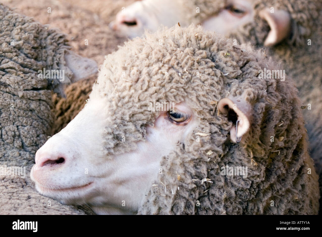 Grey sheep with white face hi-res stock photography and images - Alamy