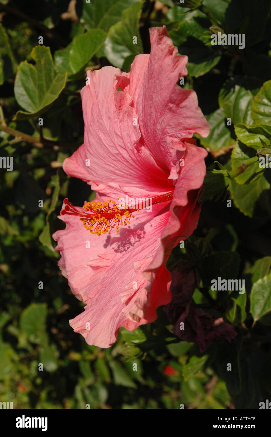 Hybiscus Flower Stock Photos & Hybiscus Flower Stock Images - Alamy
