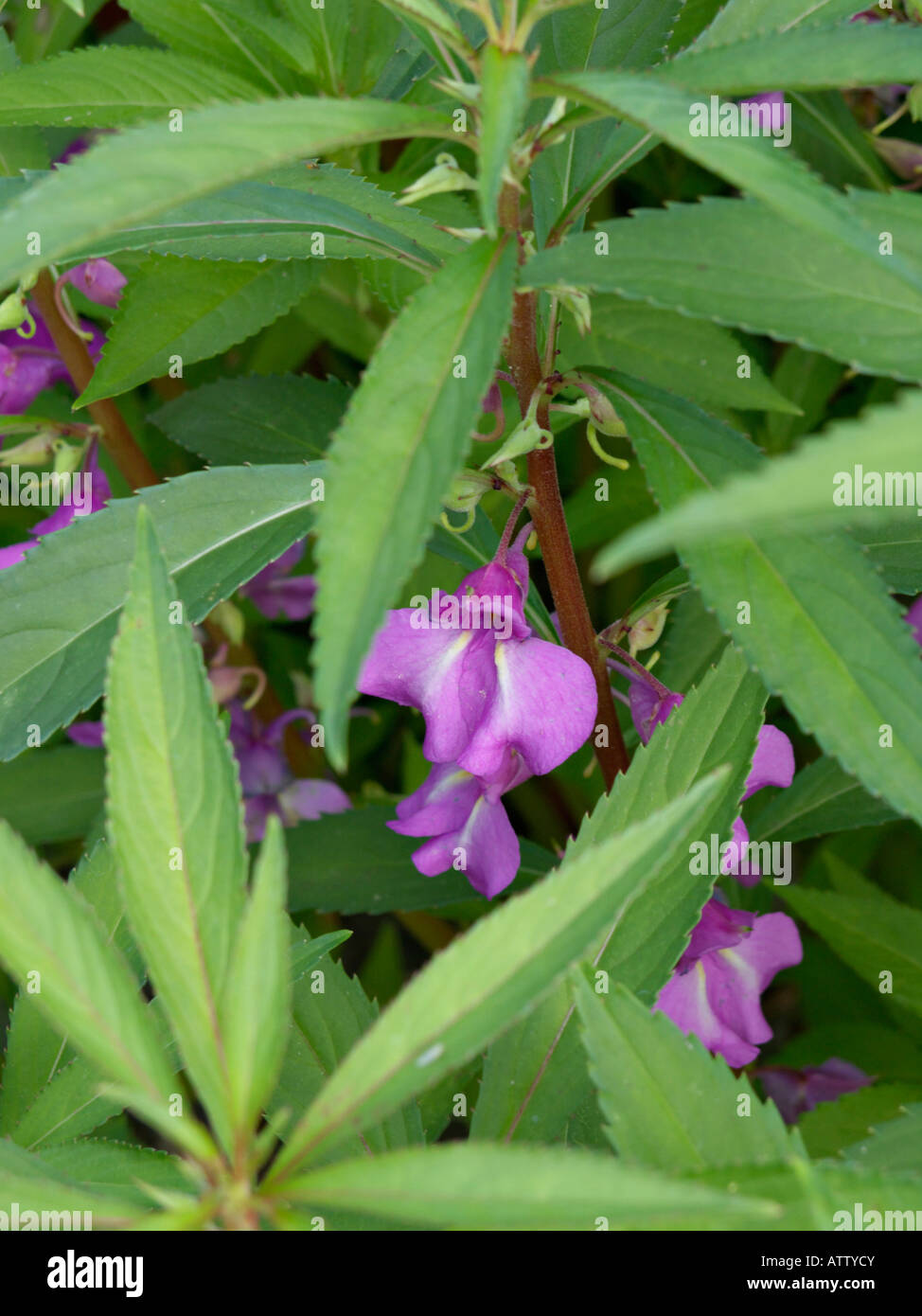 Garden balsam (Impatiens balsamina Stock Photo - Alamy