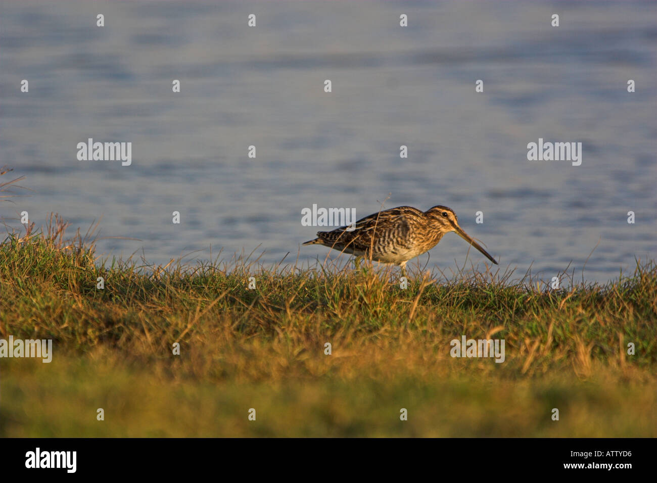 Common snipe uk autumn hi-res stock photography and images - Alamy