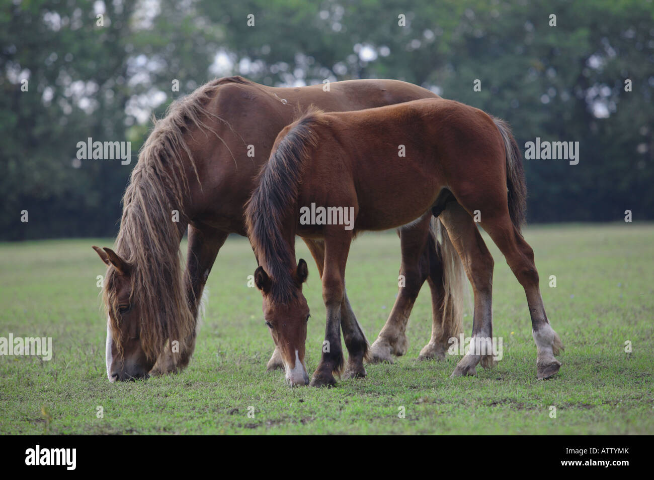 Mare and foal Stock Photo - Alamy