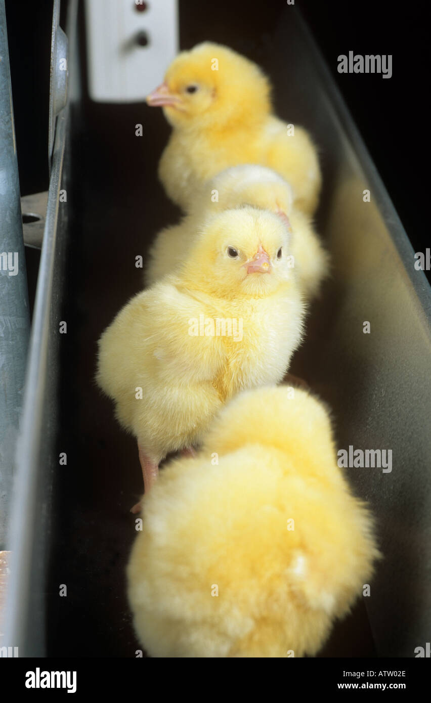 Rearing young chickens hi-res stock photography and images - Alamy