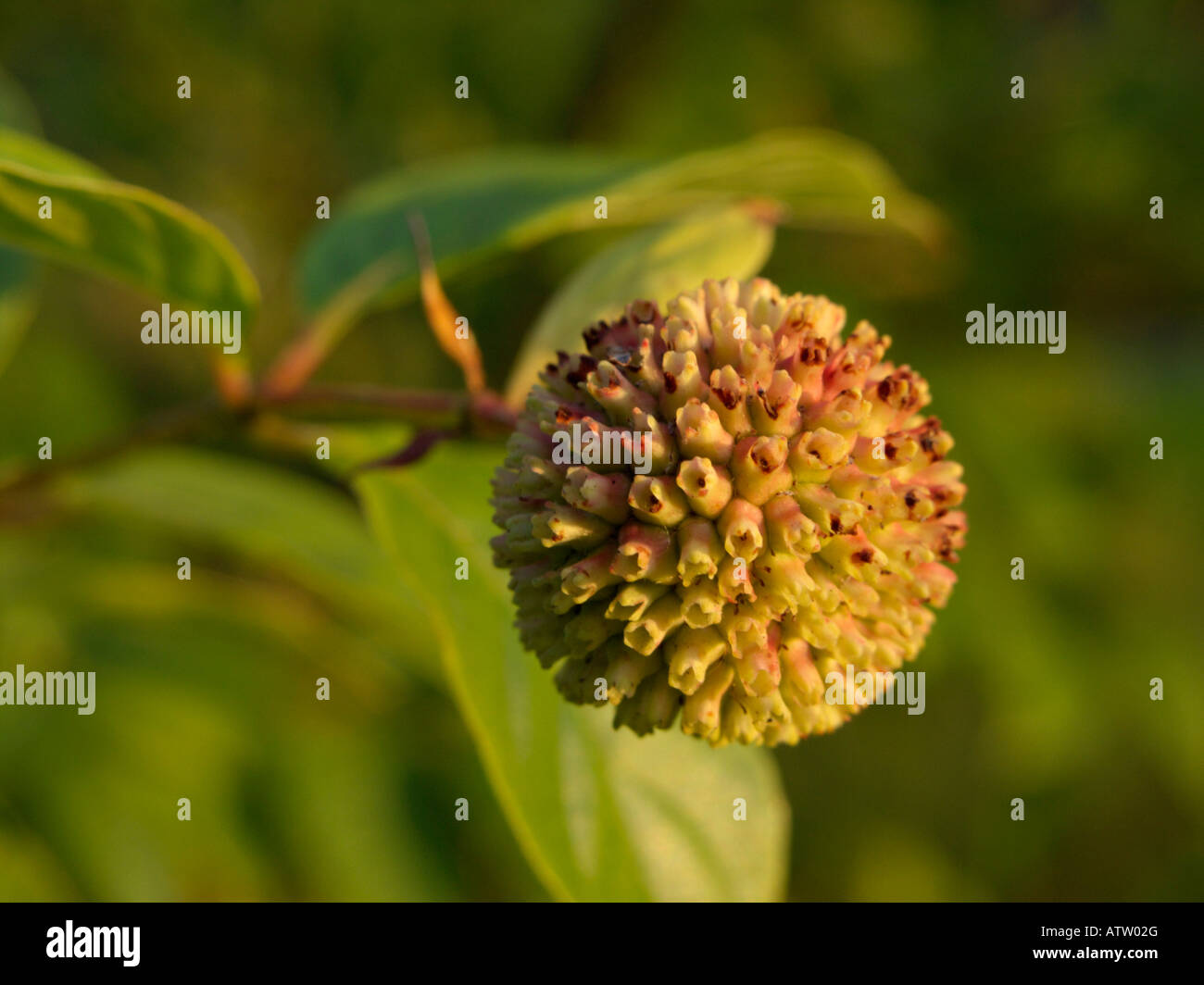 Button bush (Cephalanthus occidentalis Stock Photo - Alamy